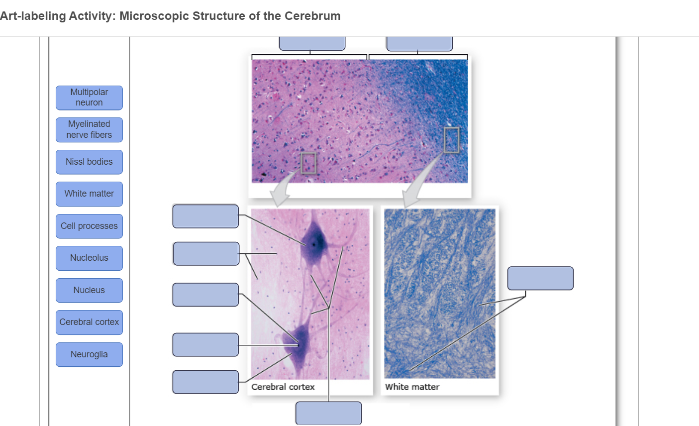 Solved Art-labeling Activity: Microscopic Structure of the | Chegg.com