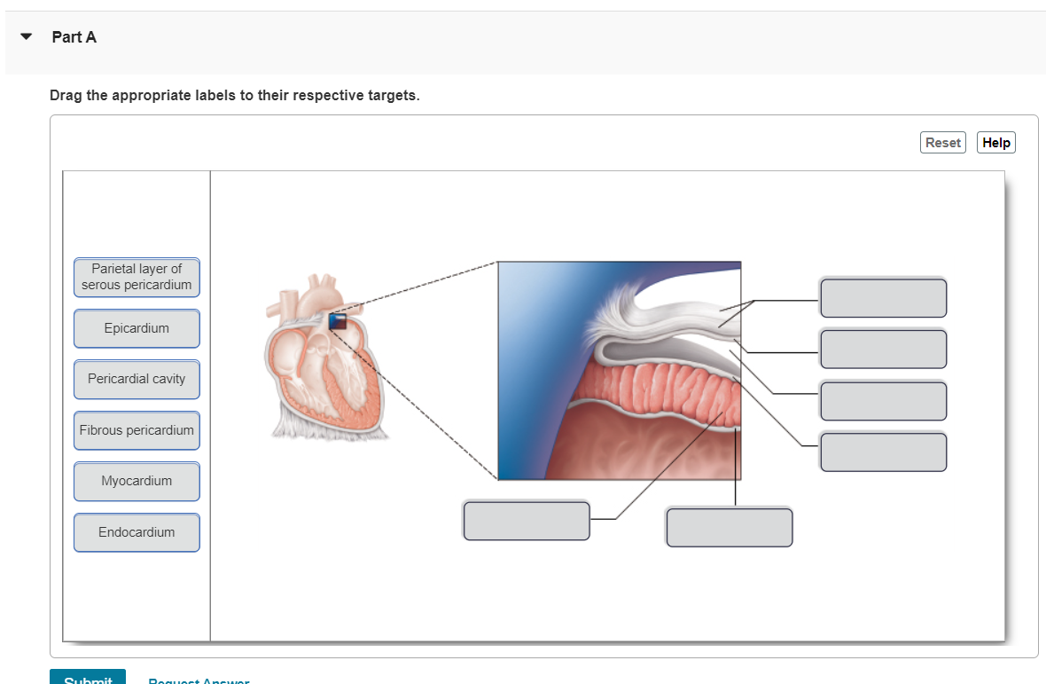 Solved Drag the appropriate labels to their respective | Chegg.com