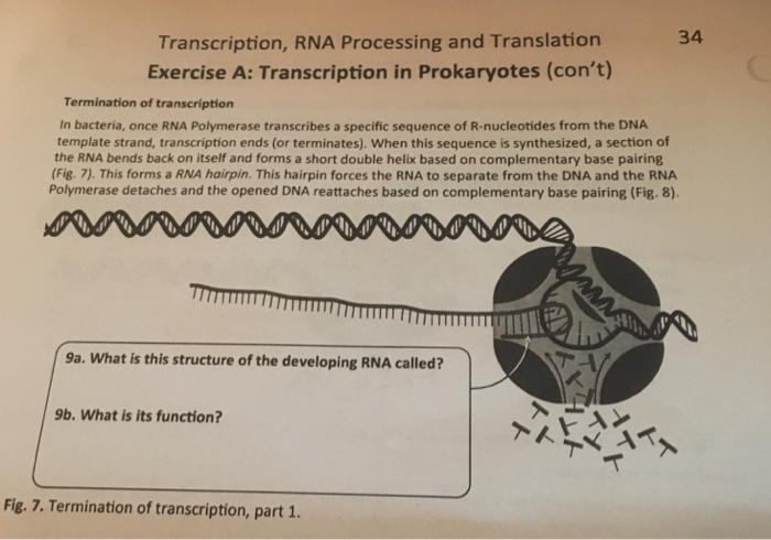 Solved Transcription, RNA Processing and Translation | Chegg.com