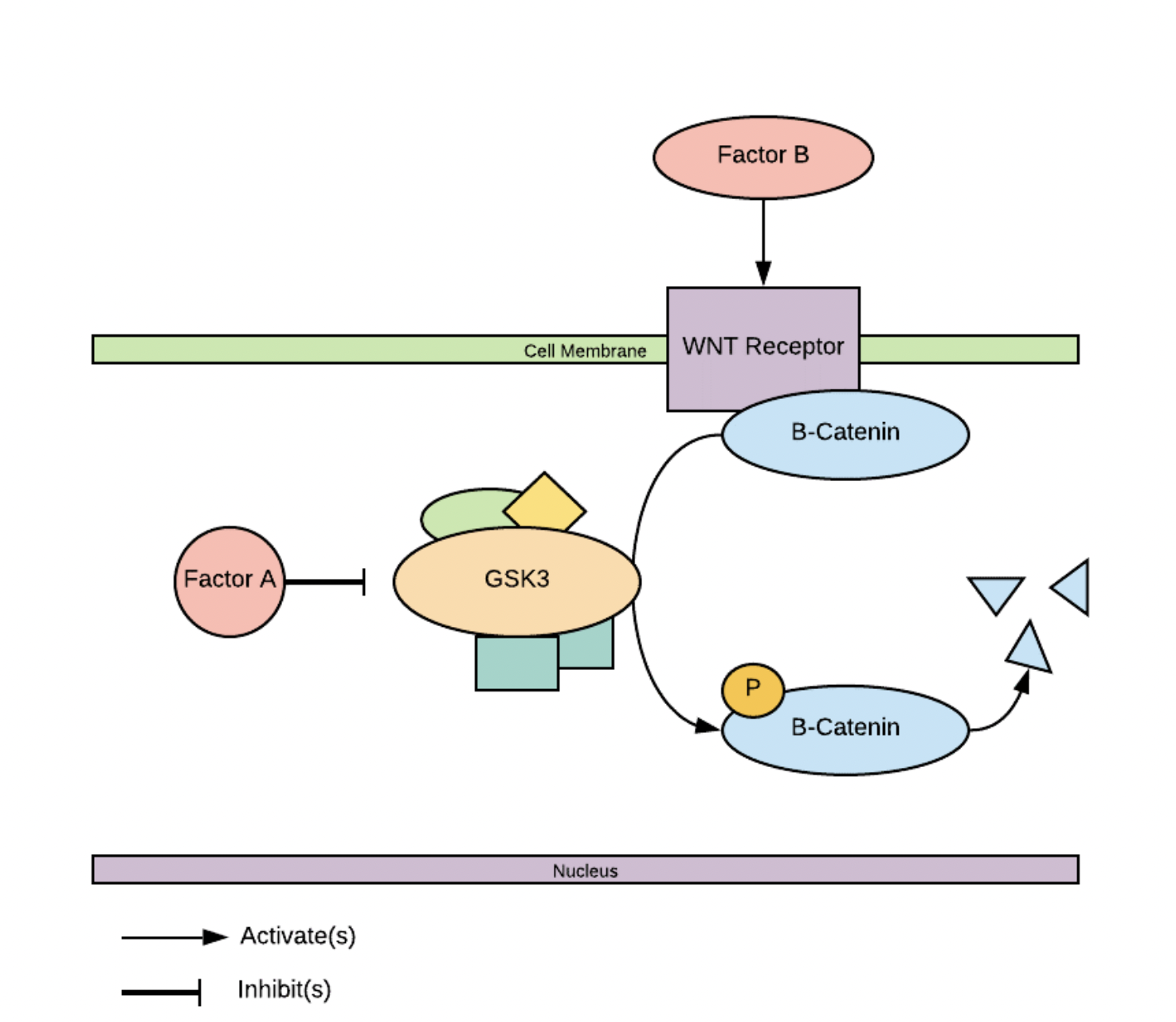Solved Note the status of WNT signaling in the image above | Chegg.com
