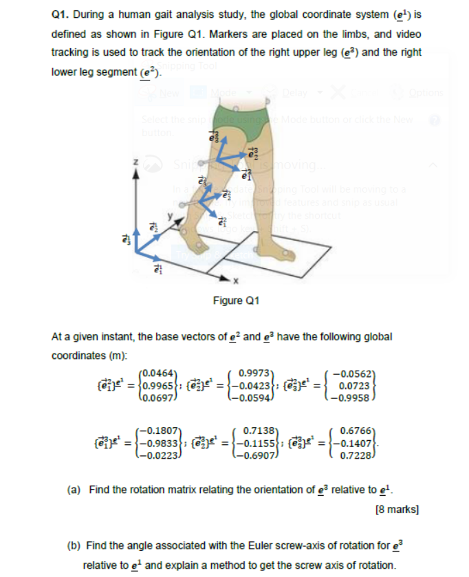 During a human gait analysis study, the global | Chegg.com