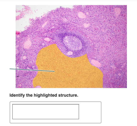 Identify the highlighted structure. | Chegg.com
