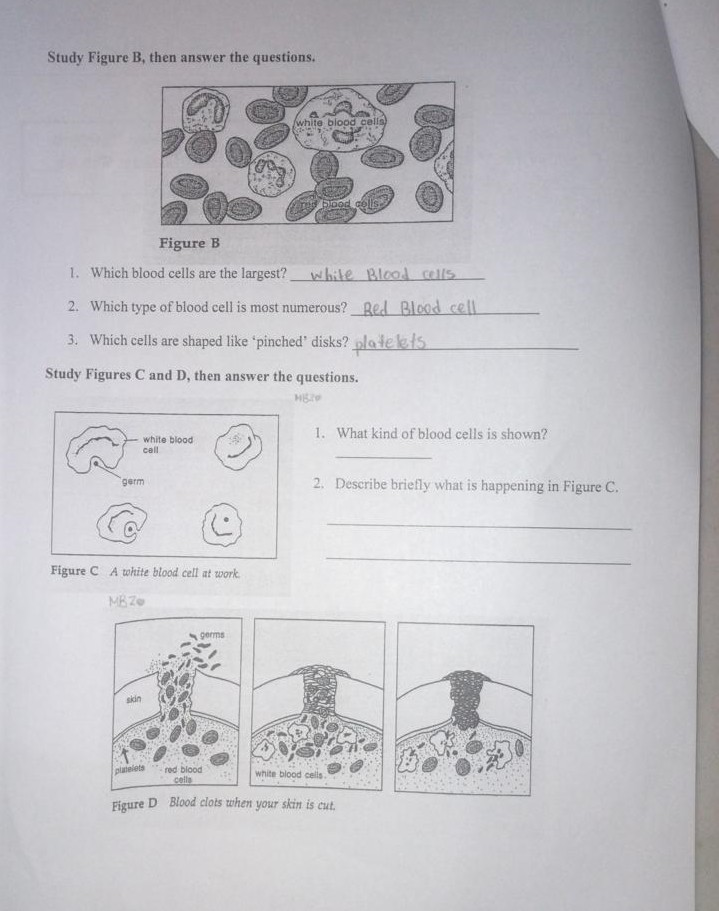 Solved Study Figure B, then answer the questions. a. ite | Chegg.com