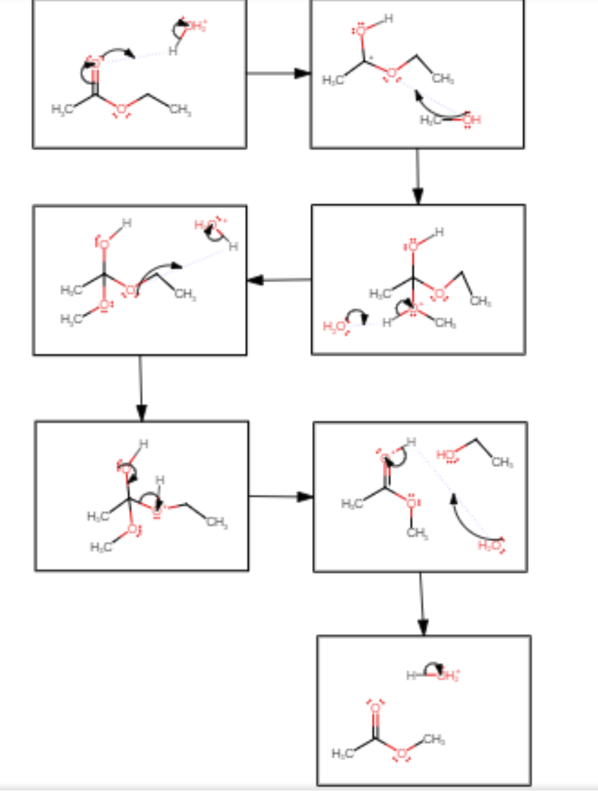 Transesterification Mechanism