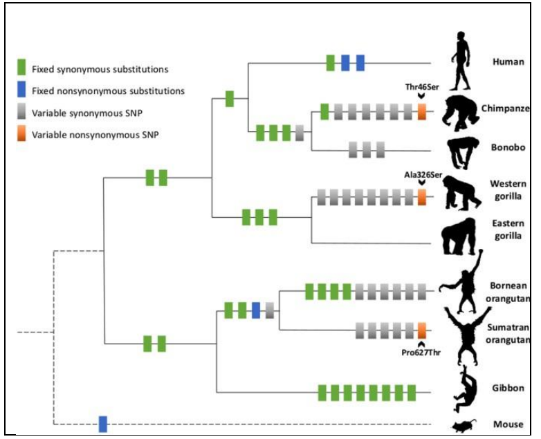 Solved a).Which two animals exhibit the most similarity | Chegg.com