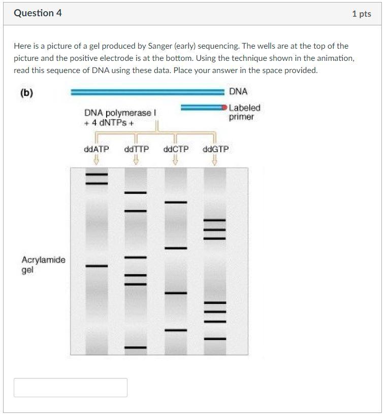 Solved Question 4 1 pts Here is a picture of a gel produced | Chegg.com