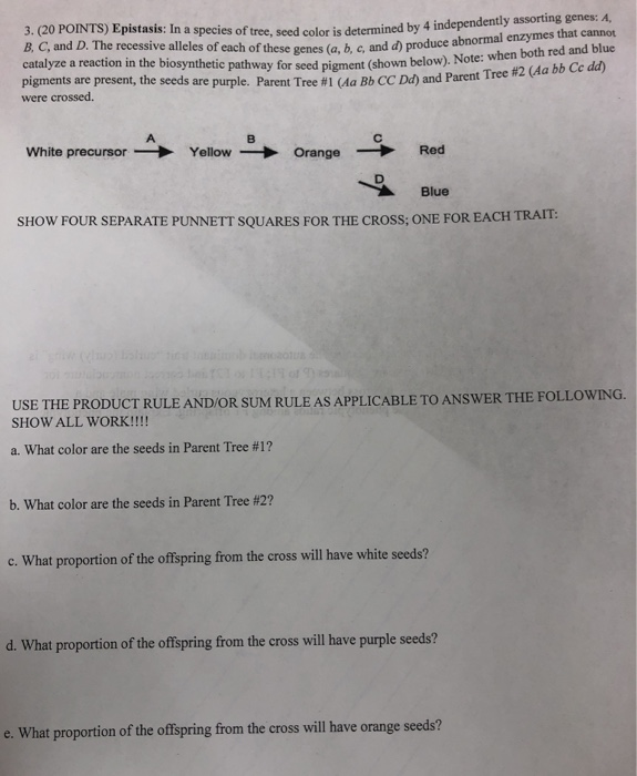 Solved 3. (20 POINTS) Epistasis: Ina species of tree, seed | Chegg.com