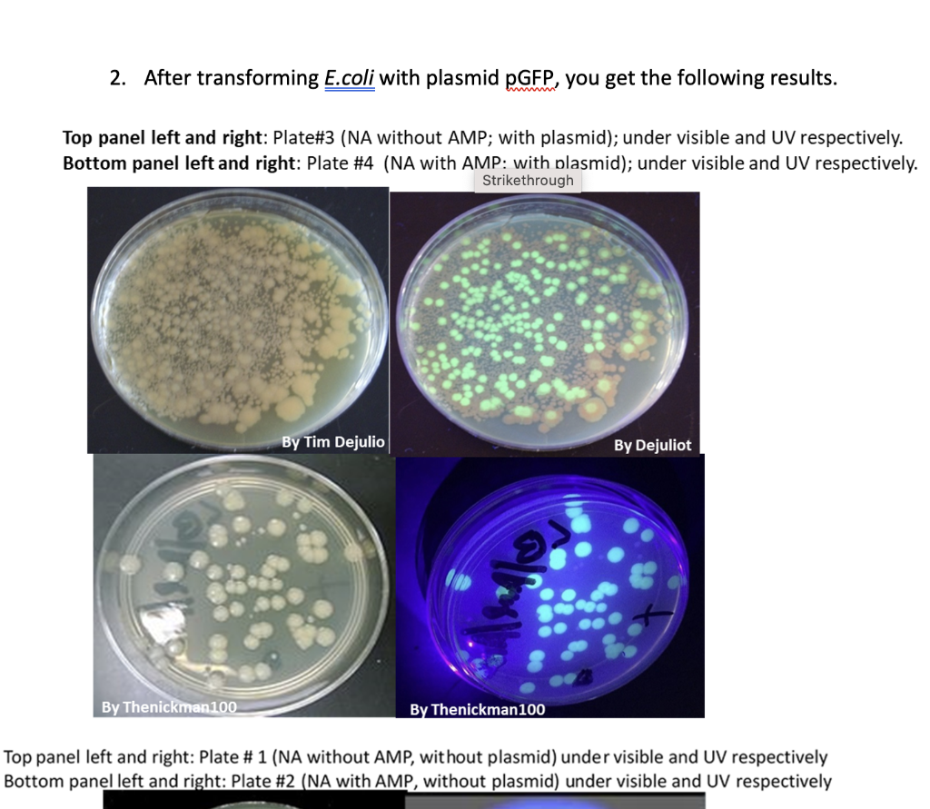 Solved 2. After transforming E.coli with plasmid PGEP, you | Chegg.com