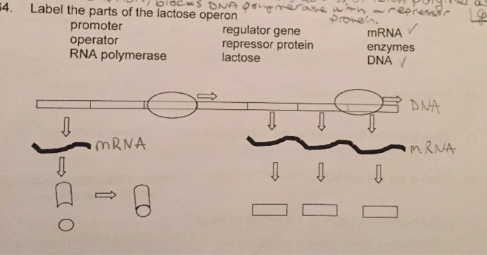 Solved 4. Label the parts of the lactose operor promoter | Chegg.com