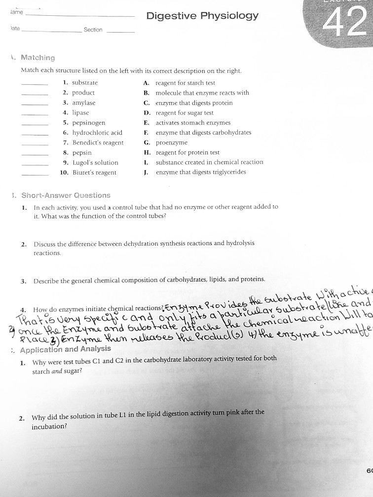 Solved 42 lame Digestive Physiology ate Section 4, Matching | Chegg.com