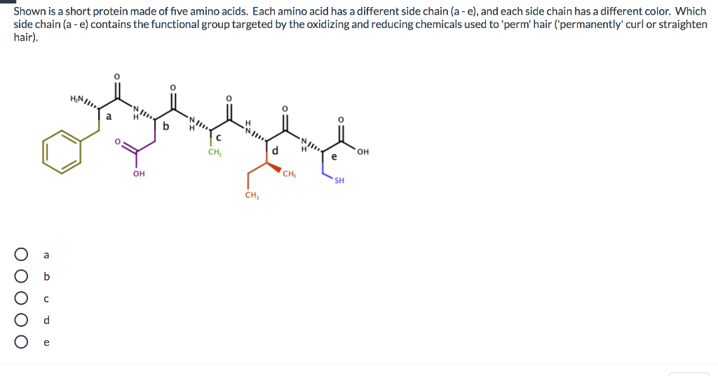 Solved Shown is a short protein made of five amino acids. | Chegg.com