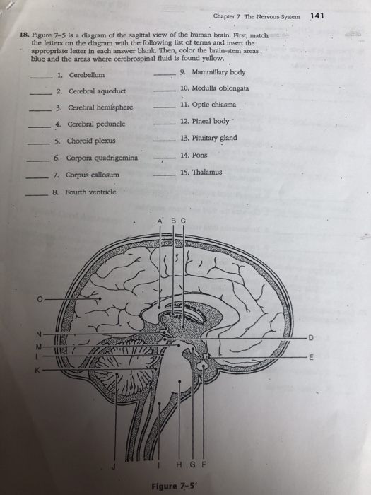 Solved 141 Chapter 7 The Nervous System 18. Figure 7-5 is a | Chegg.com