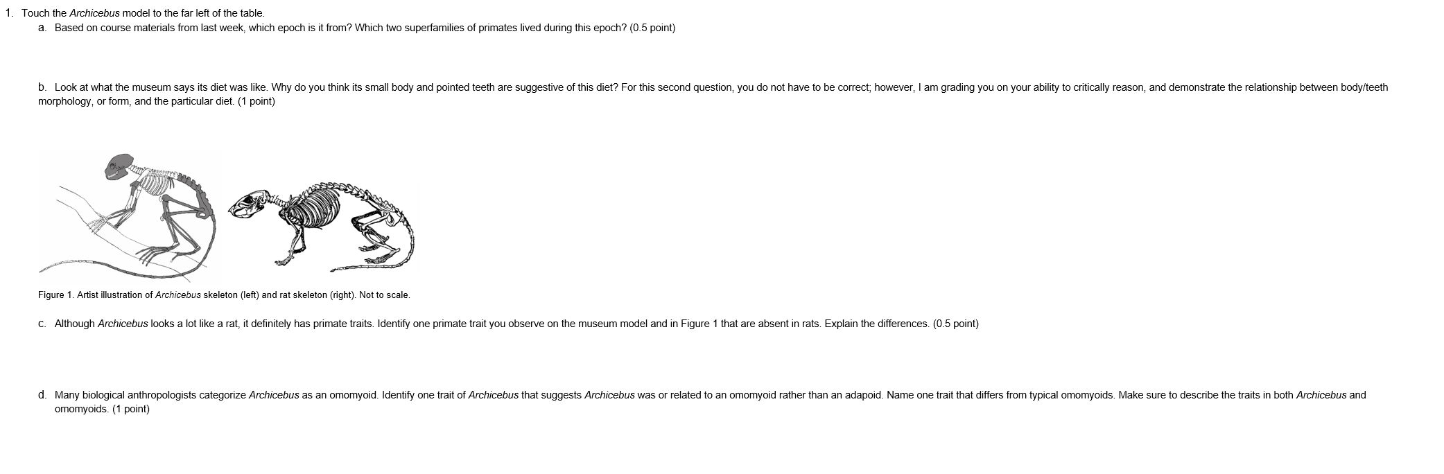 1. Touch the Archicebus model to the far left of the | Chegg.com