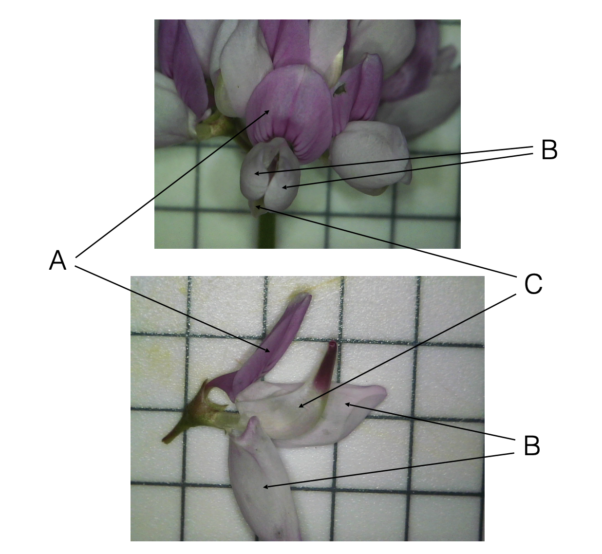 Solved Which one (A, B, or C) represents two fused | Chegg.com