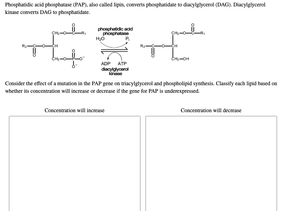 Phosphatidic acid phosphatase (PAP), also called | Chegg.com