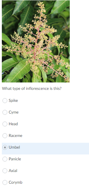 Solved What type of inflorescence is this? Spike Cyme Head | Chegg.com