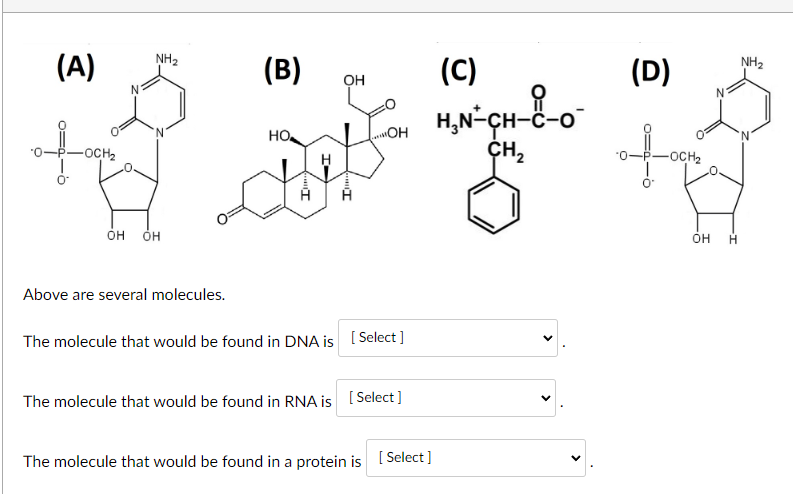 Solved Above are several molecules.The molecule that would | Chegg.com