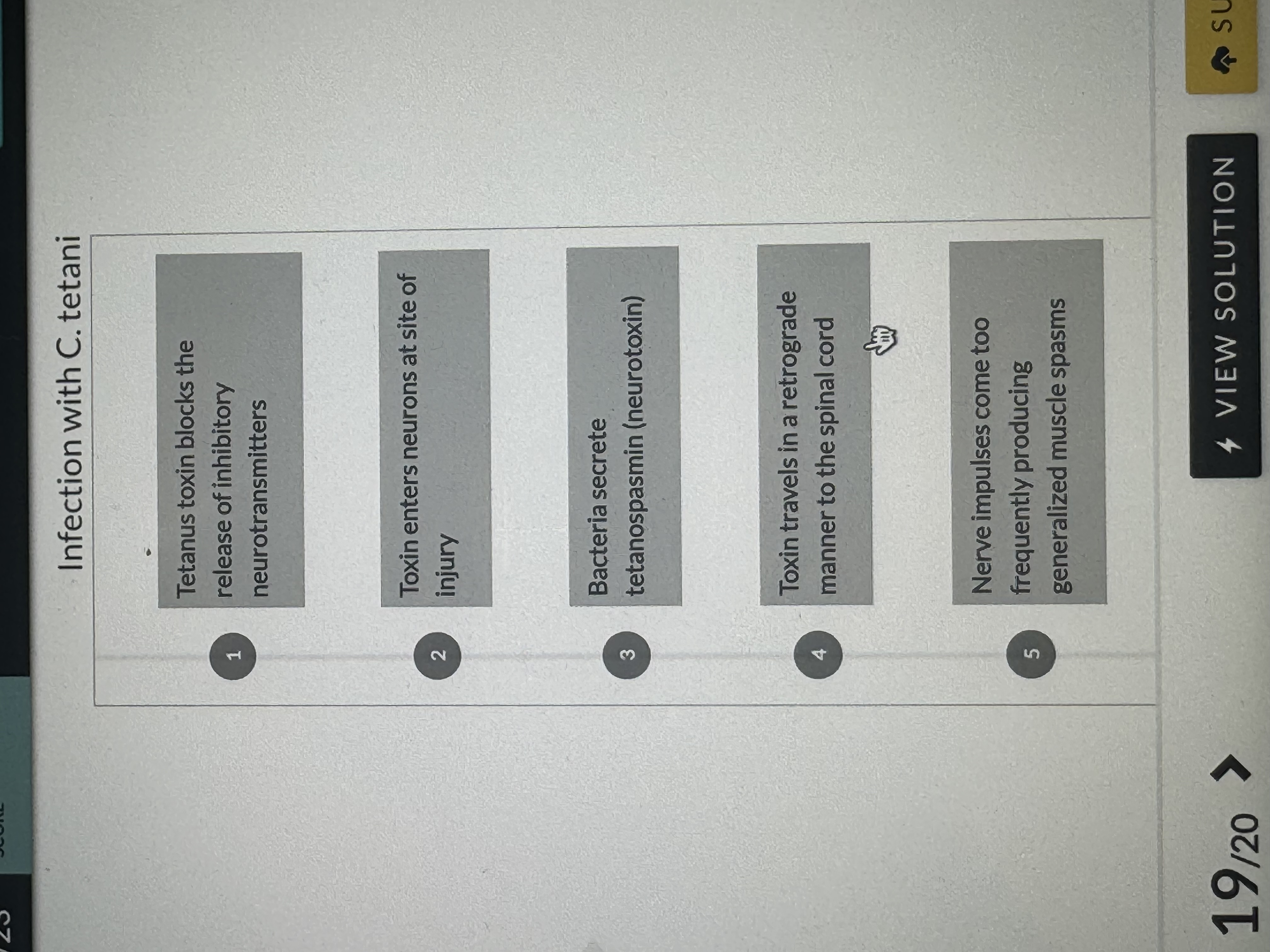 Solved List the actions of tetanus toxin in the correct | Chegg.com