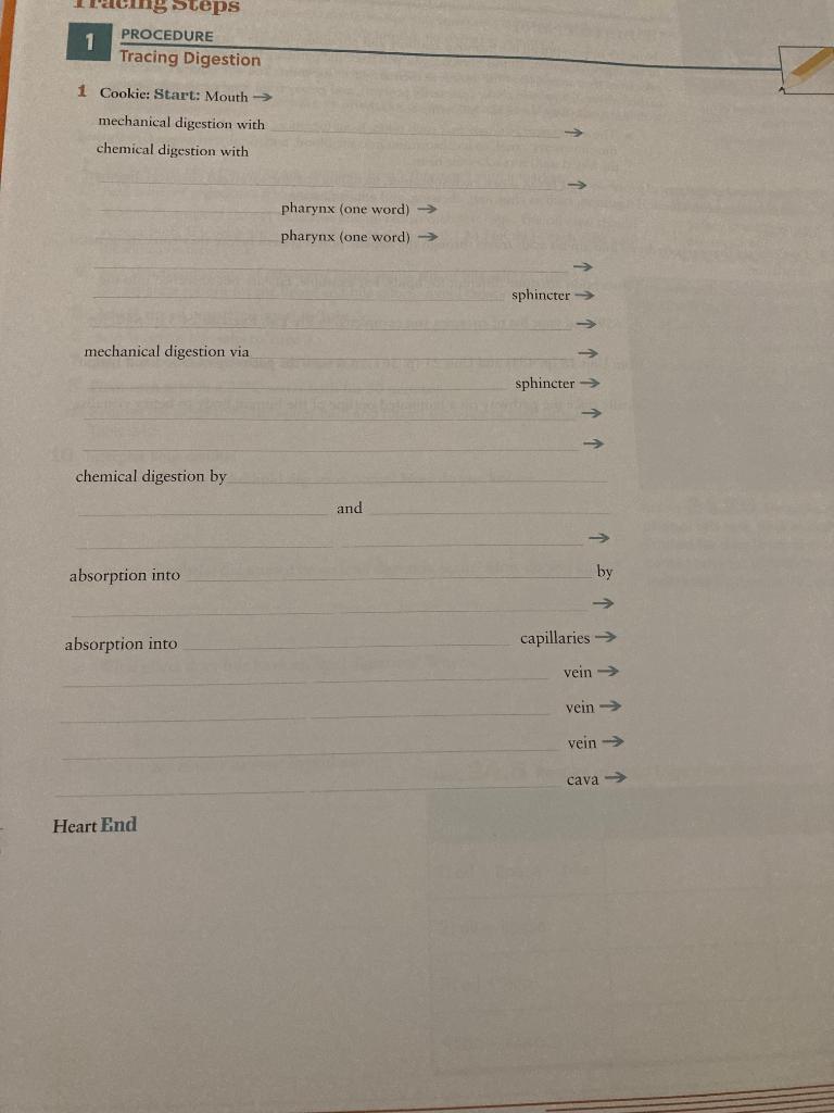 Solved 1 Cookie: Start: Mouth → mechanical digestion with | Chegg.com