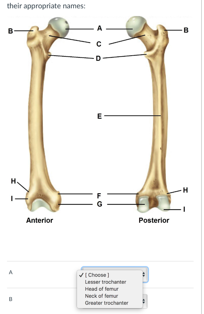 Solved their appropriate names: A B B E Н. H G I Anterior | Chegg.com