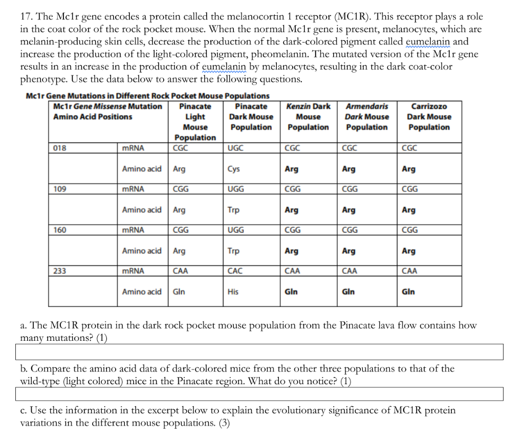 Solved 17. The Mc1r gene encodes a protein called the | Chegg.com