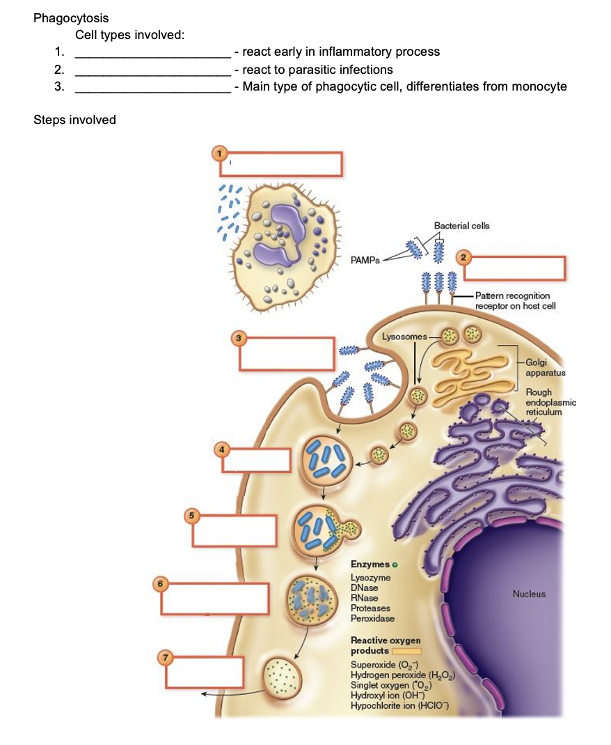 Solved Phagocytosis Cell types involved: 1. 2. 3. - react | Chegg.com