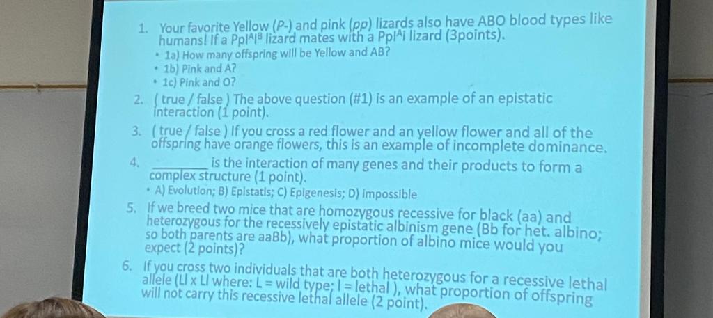 Solved 1. Your favorite Yellow (P) and pink (pp) lizards | Chegg.com