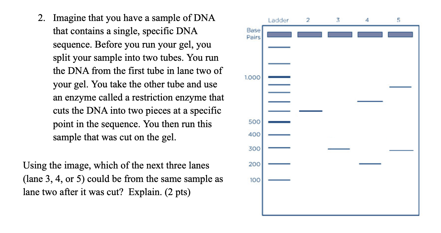 Solved 2. Imagine that you have a sample of DNA that | Chegg.com
