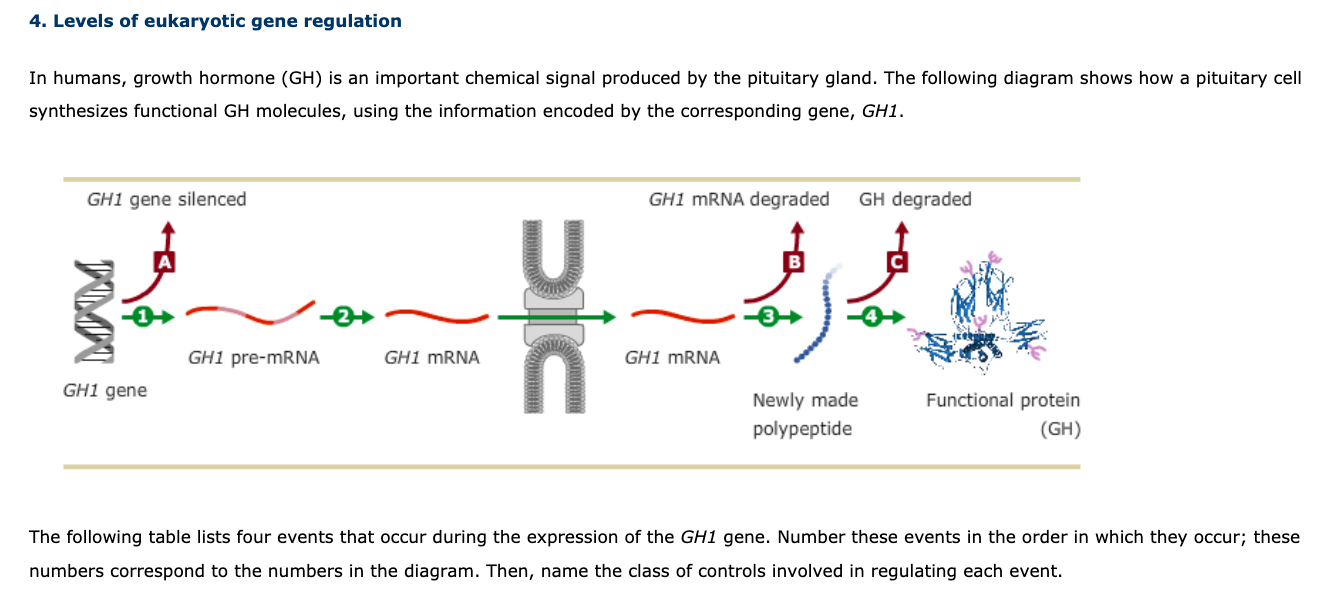 Solved 4. Levels of eukaryotic gene regulation In humans, | Chegg.com