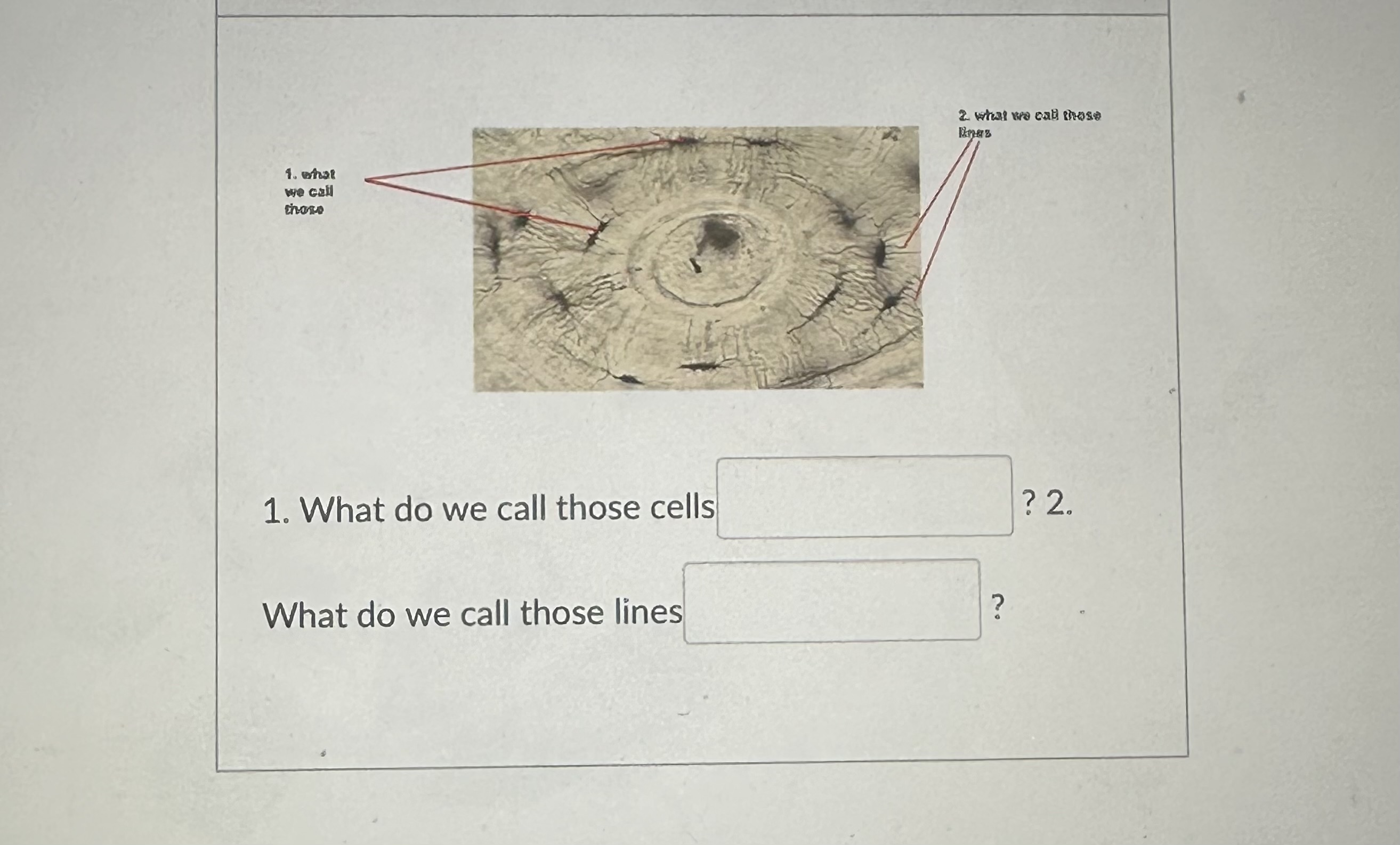 Solved What do we call those cells ? 2 What do we call those | Chegg.com