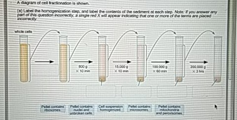 Solved (a) Label the homogenization step, and label the | Chegg.com