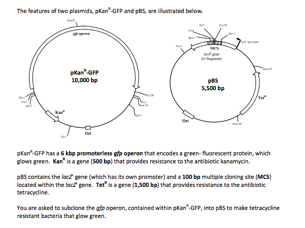 Solved The features of two plasmids, pkan-GFP and PBS, are | Chegg.com