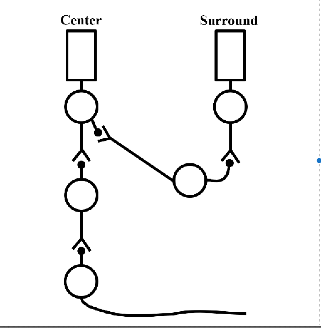 Solved Draw on the Off-Center/On-Surround ganglion cell. | Chegg.com