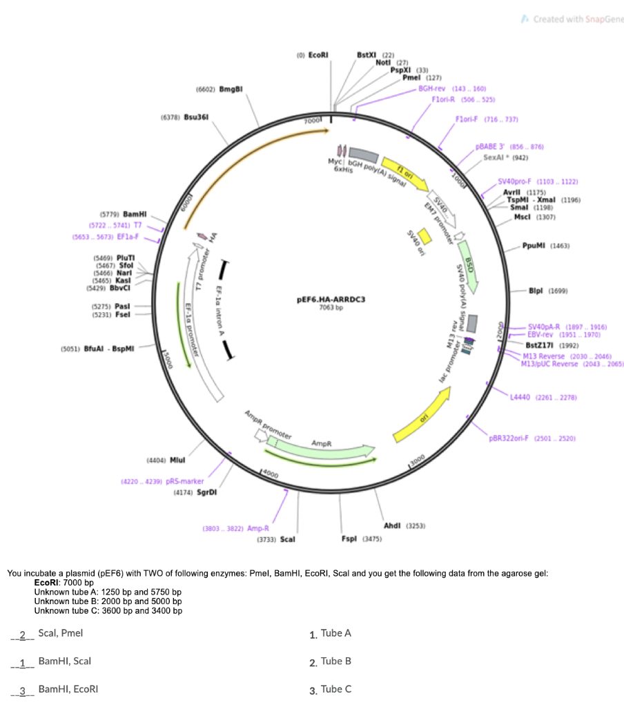 Solved Created with SnapGene 10) EcoRI BstXI 16602) BmgBI | Chegg.com