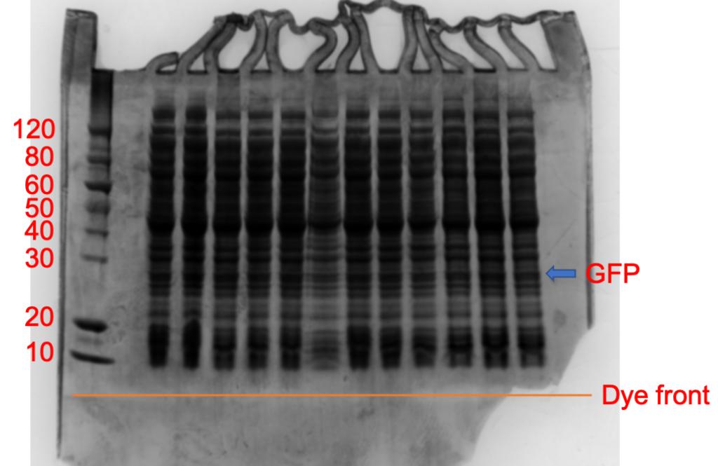 120 80 60 50 40 30 GFP 20 10 Dye front 7. | Chegg.com