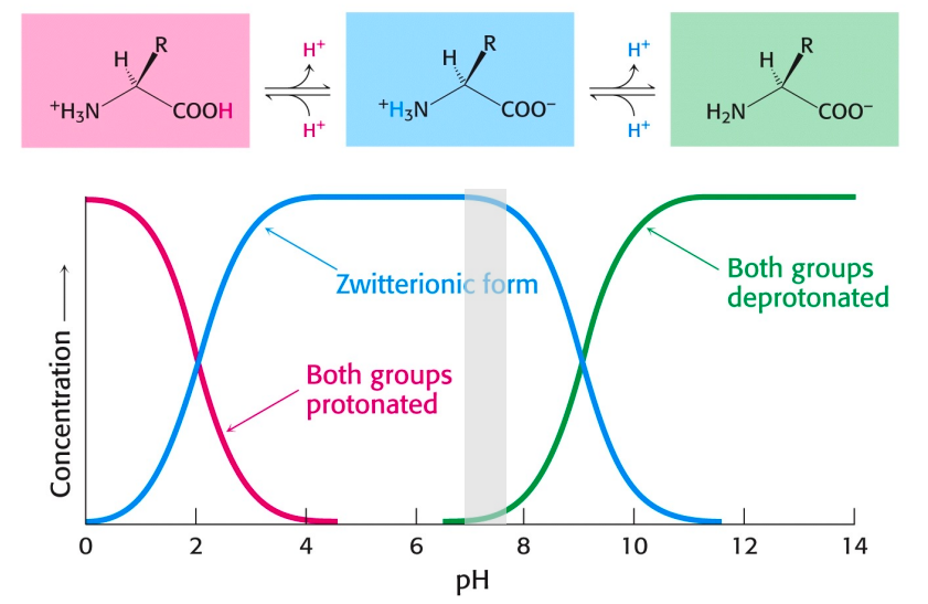 Solved R H+ R H+ R I H H +H3N COOH +H3N COO- HN COO H+ H+ | Chegg.com