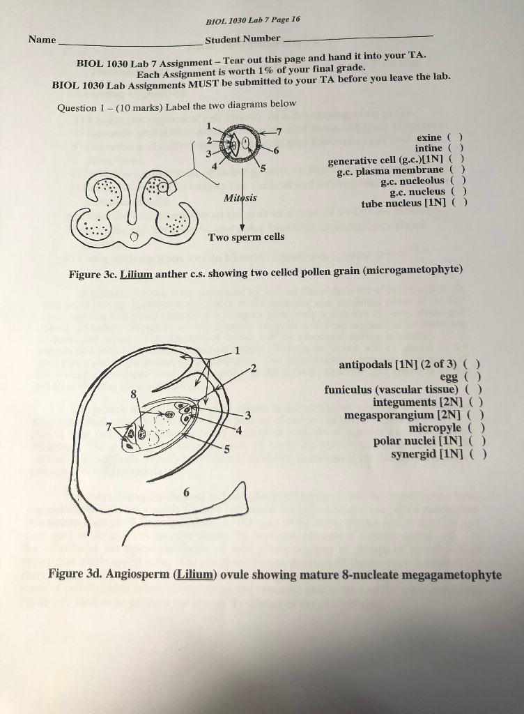 Solved BIOL 1030 Lab 7 Page 16 Name Student Number BIOL 1030 | Chegg.com