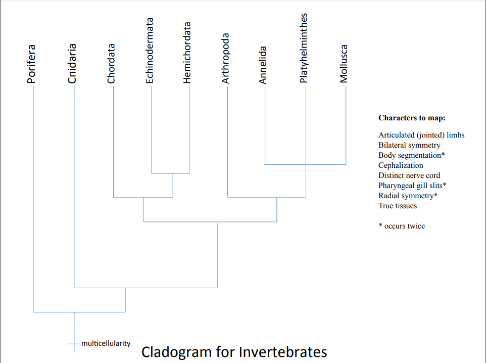 Solved Where on the Cladogram do these characteristics go? | Chegg.com