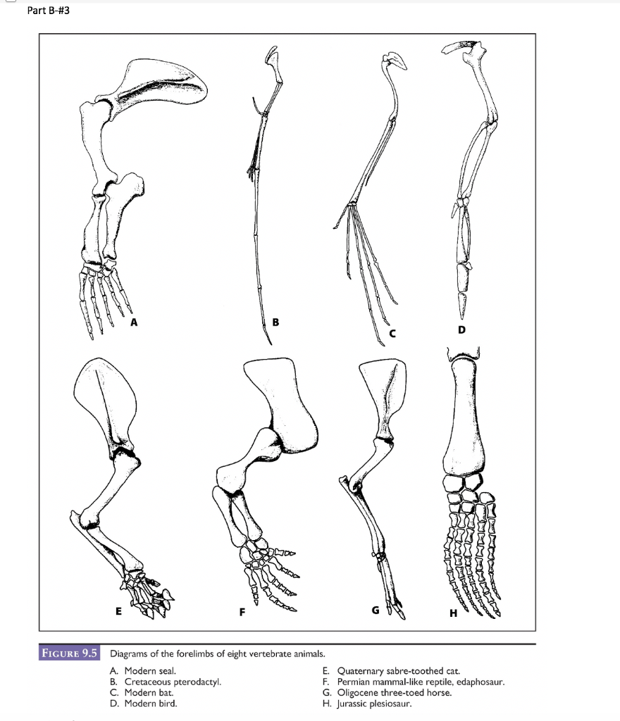 Solved Part B-#3 B FIGURE 9.5 Diagrams of the forelimbs of | Chegg.com