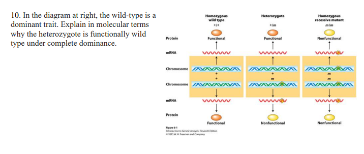 Solved 10. In the diagram at right, the wild-type is a | Chegg.com