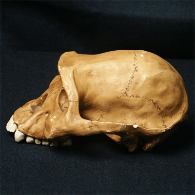 Solved Hominid Anatomy Lab To-Do Date: Jun 15 at | Chegg.com