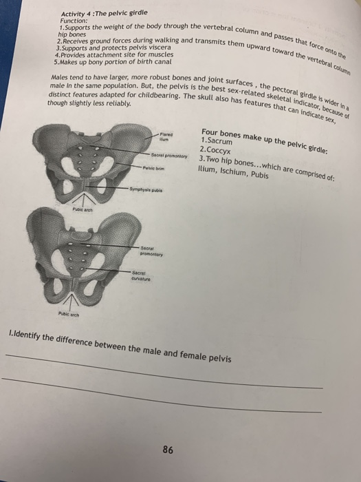 Solved Activity 4 :The pelvic girdle Function: 1.Supports | Chegg.com