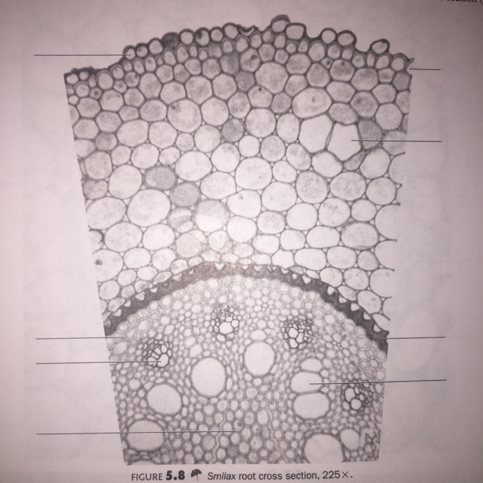 Solved FIGURE 5.8 Smilax root cross section, 225x. | Chegg.com