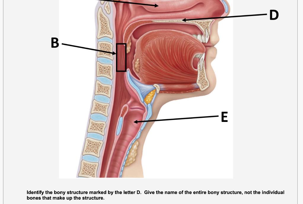 Solved Identify the bony structure marked by the letter D. | Chegg.com