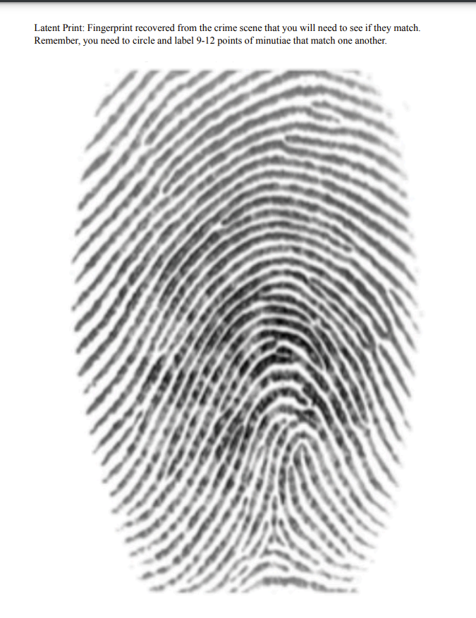 Latent Print: Fingerprint recovered from the | Chegg.com