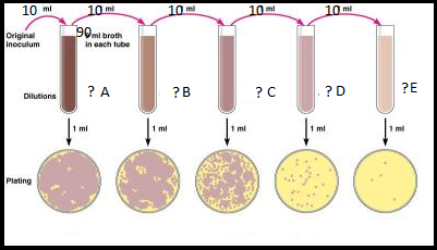 Solved You have an example provided of a serial dilution, | Chegg.com