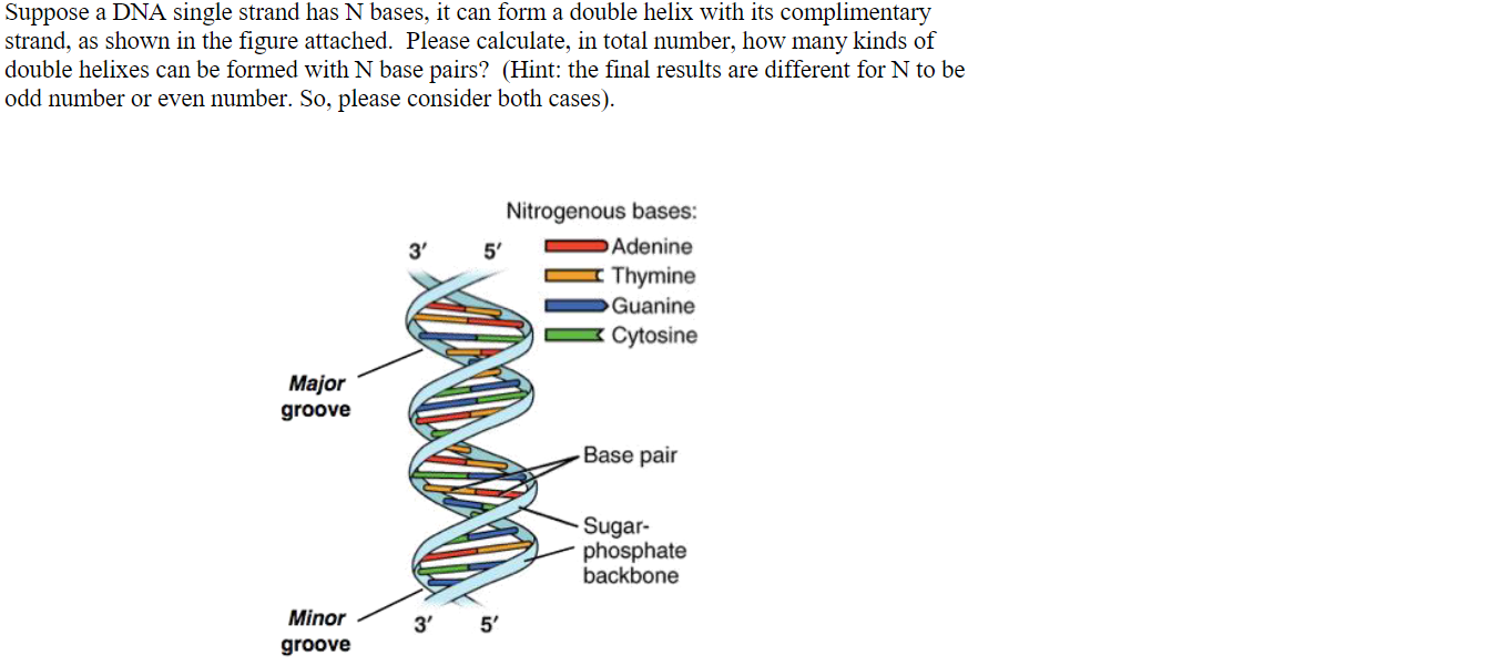 Solved Suppose a DNA single strand has N bases, it can form | Chegg.com