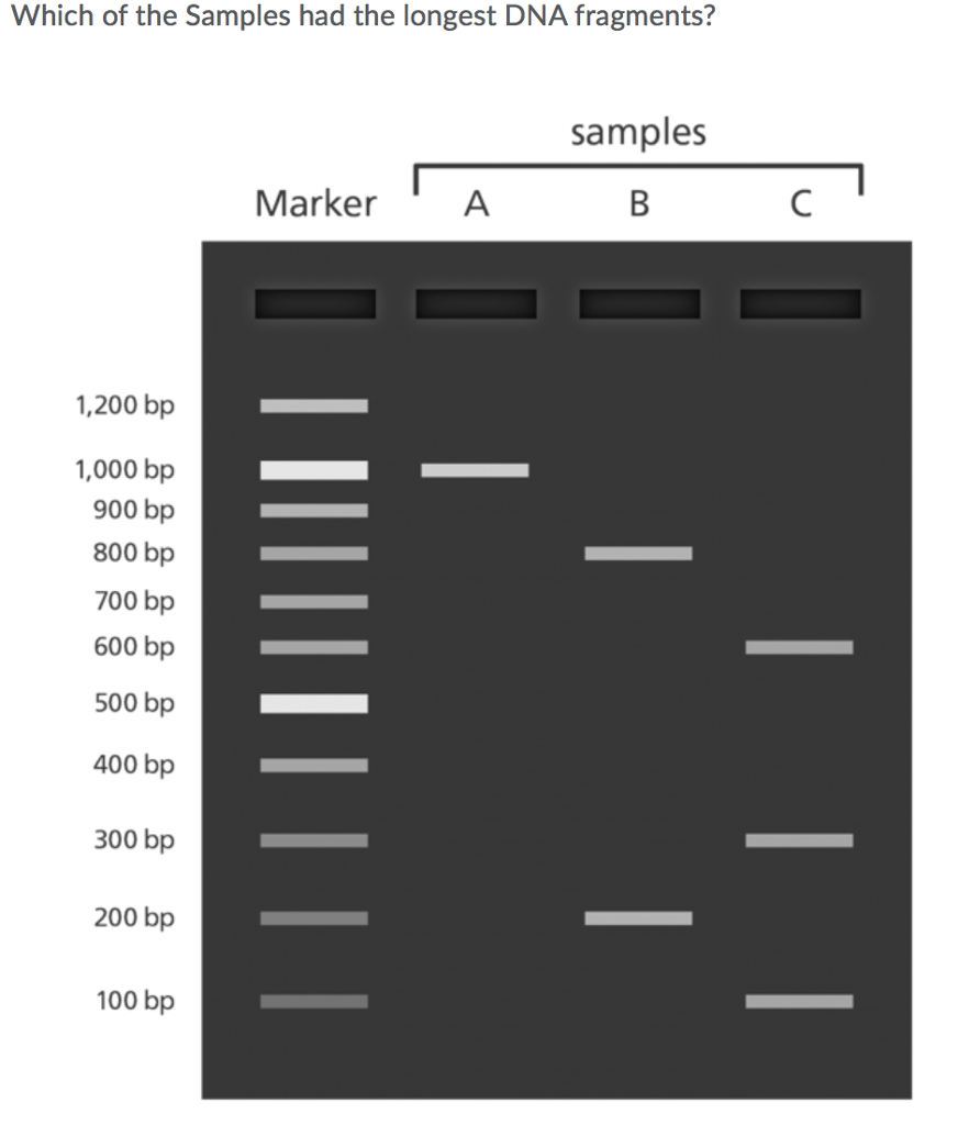 Solved Which of the Samples had the longest DNA fragments? | Chegg.com
