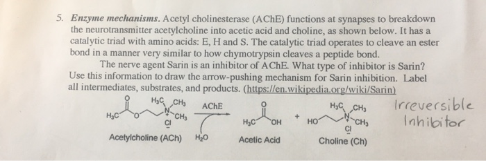 Solved Acetyl cholinesterase (AChE) functions at synapses to | Chegg.com
