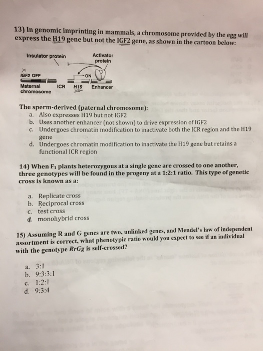 Solved 13) In genomic imprinting in mammals, a chromosome | Chegg.com